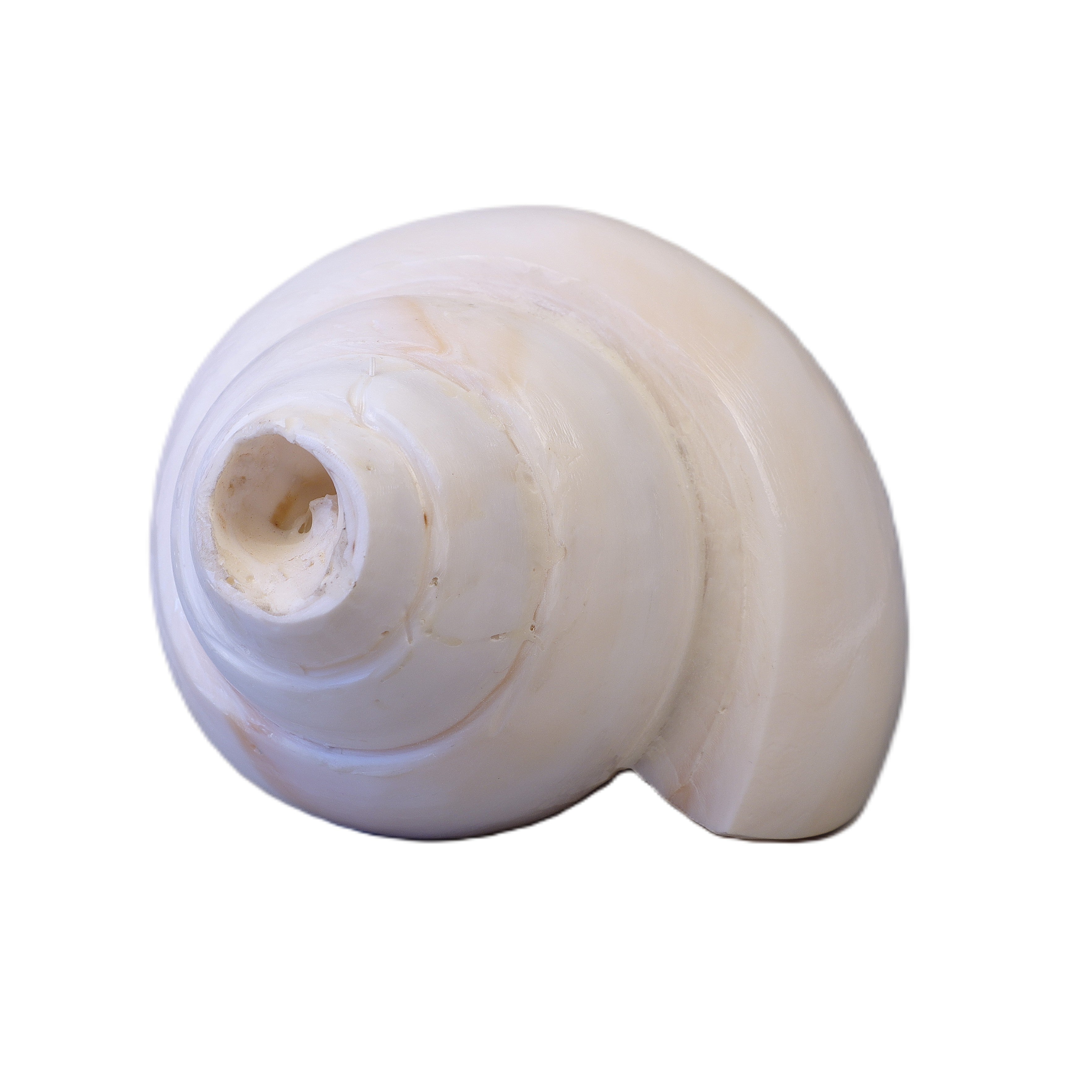 Sankha The Conch Shells - Sacred Shankha for Puja & Worship - Om Kleem Kali
